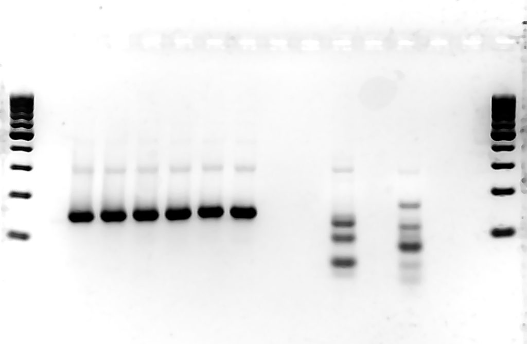 TwistAmp® Basic, TwistDx, UK - BioEntist Co., Ltd.