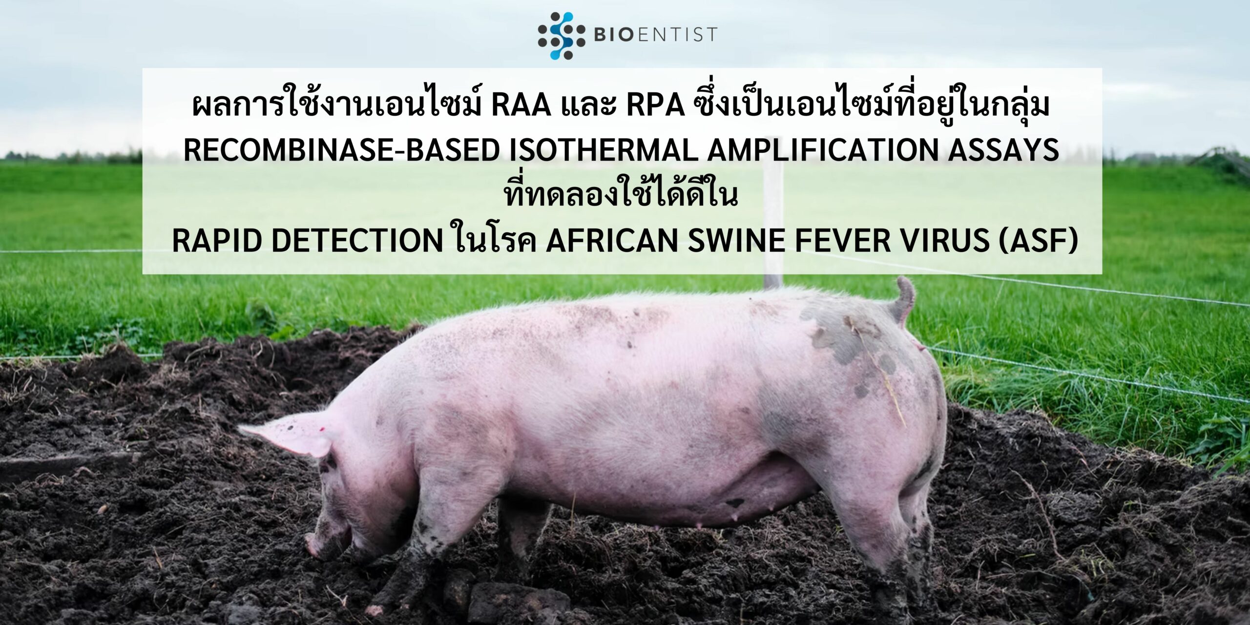 ผลการใช้งานเอนไซม์ RAA และ RPA ซึ่งเป็นเอนไซม์ที่อยู่ในกลุ่ม ...